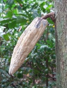 Safeguarding the Caribbean's Cocoa Sector from Frosty Pod - Caribbean ...